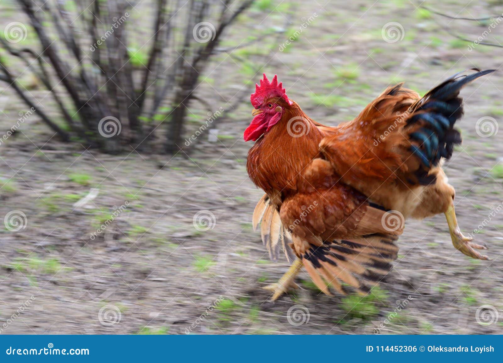 Rooster running on grass stock photo. Image of green - 114452306