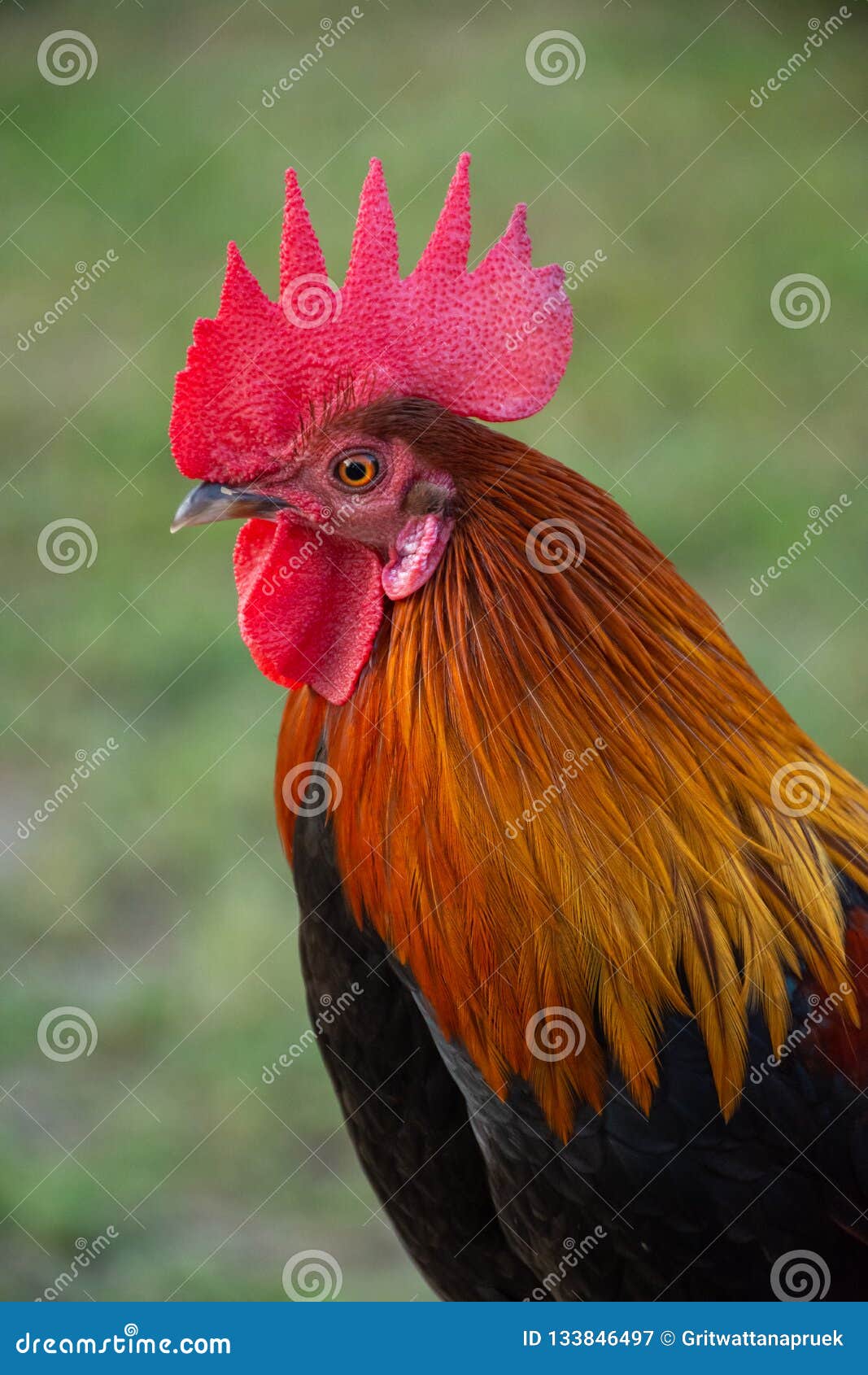 Rooster`s Head and Green Background Stock Image - Image of farm ...