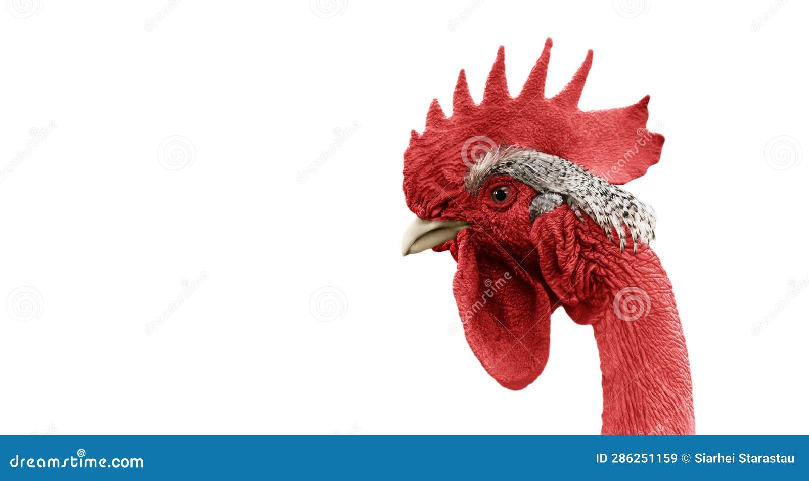 A Rooster S Head with a Red Crest Stock Image - Image of rooster ...