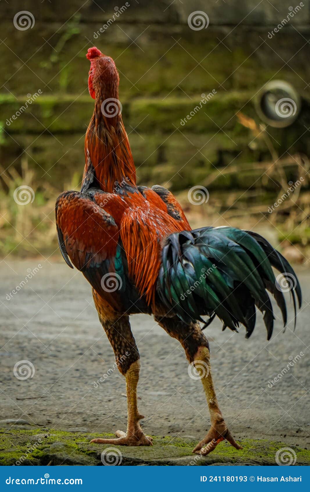 The Rooster Seen from Behind is Standing on the Ground Stock Image ...