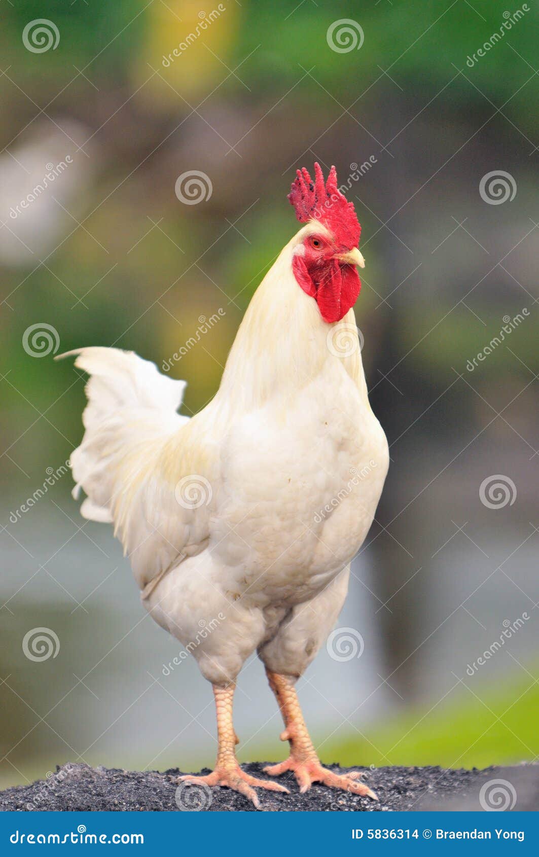 218 Capon Rooster Stock Photos - Free & Royalty-Free Stock Photos from ...