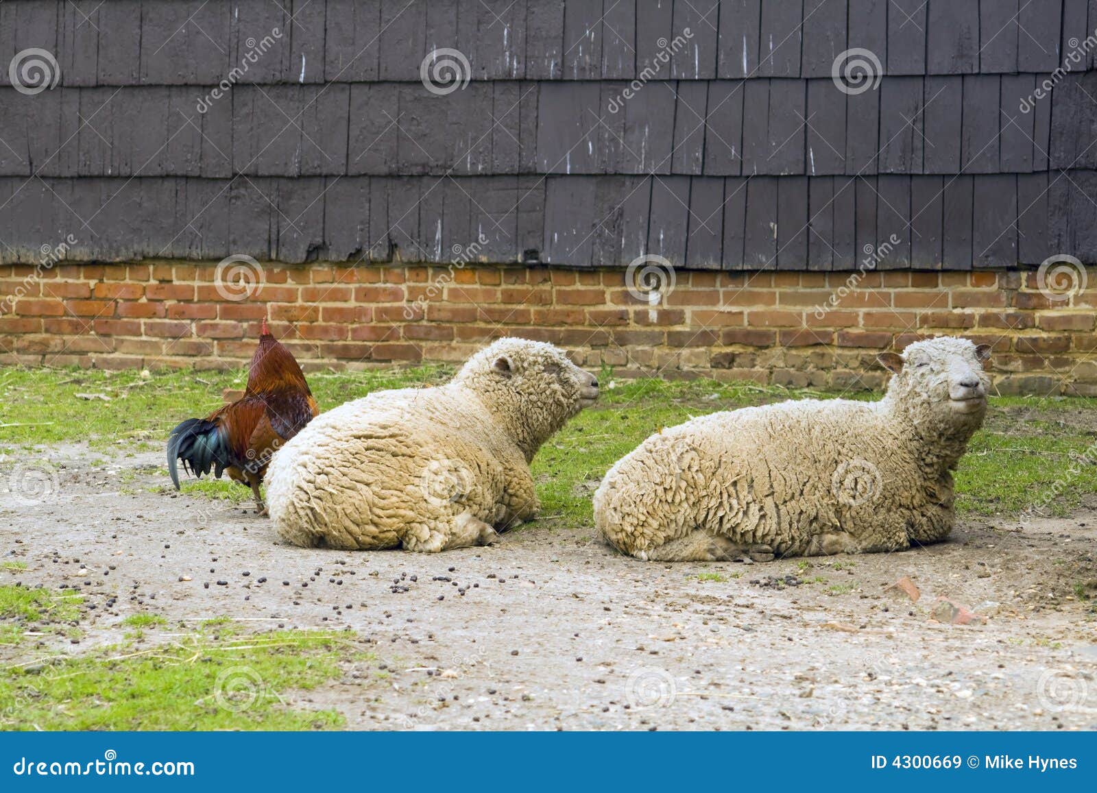 Rooster and Sheep stock image. Image of agriculture, rural - 4300669
