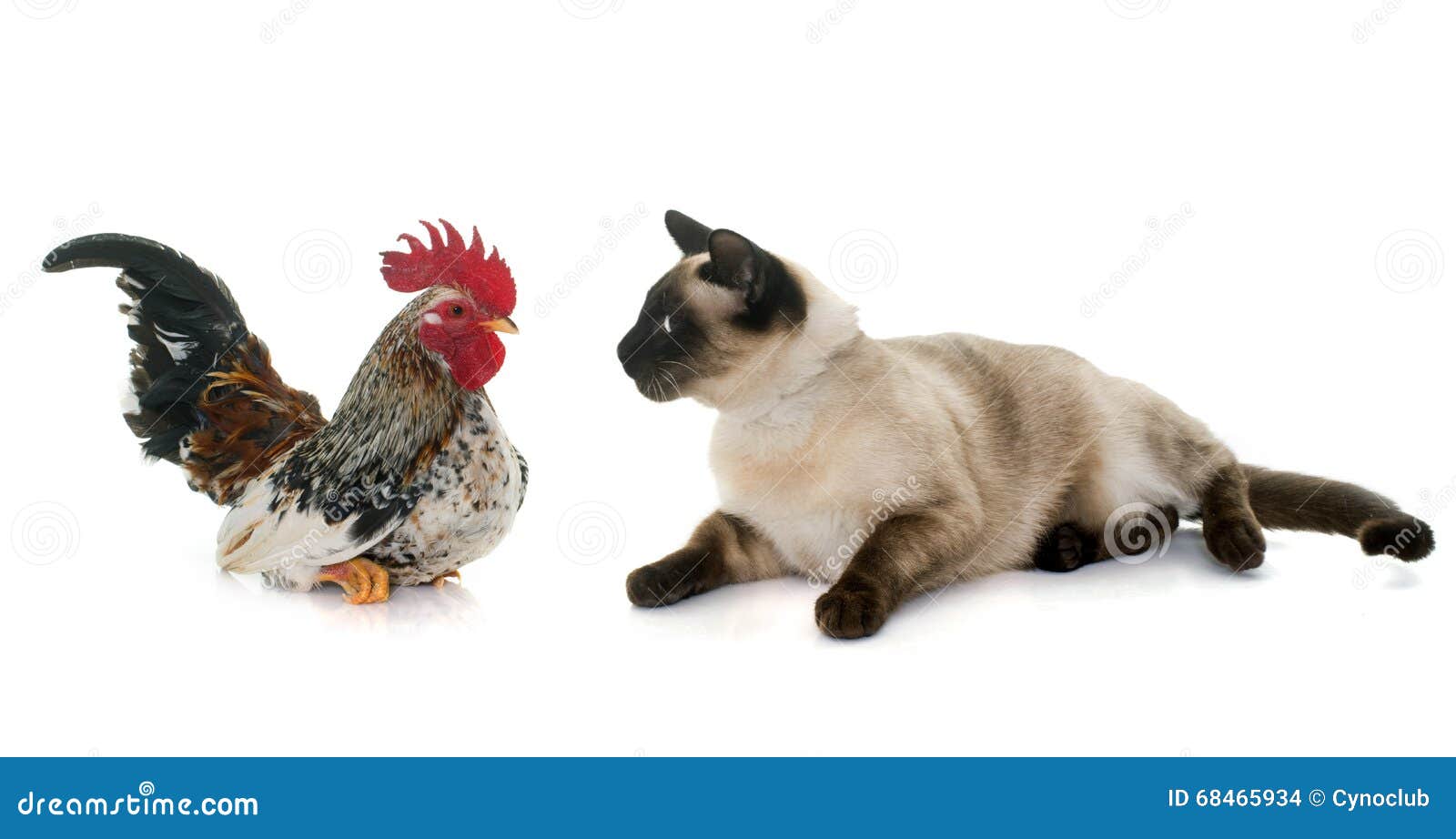 Rooster and siamese cat stock photo. Image of kitten - 68465934