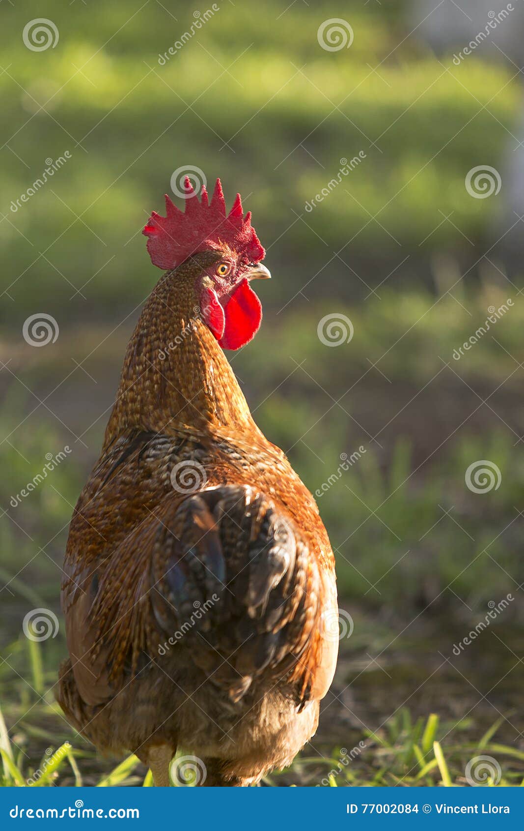 Rooster Side Profile at Sunrise Stock Photo - Image of sunrise, profile ...
