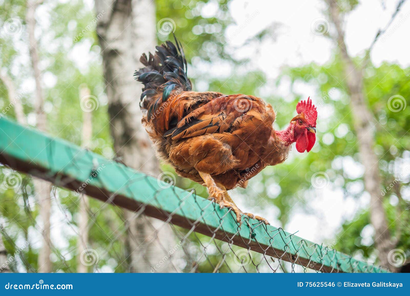 Rooster sits on the fence stock photo. Image of courtyard - 75625546