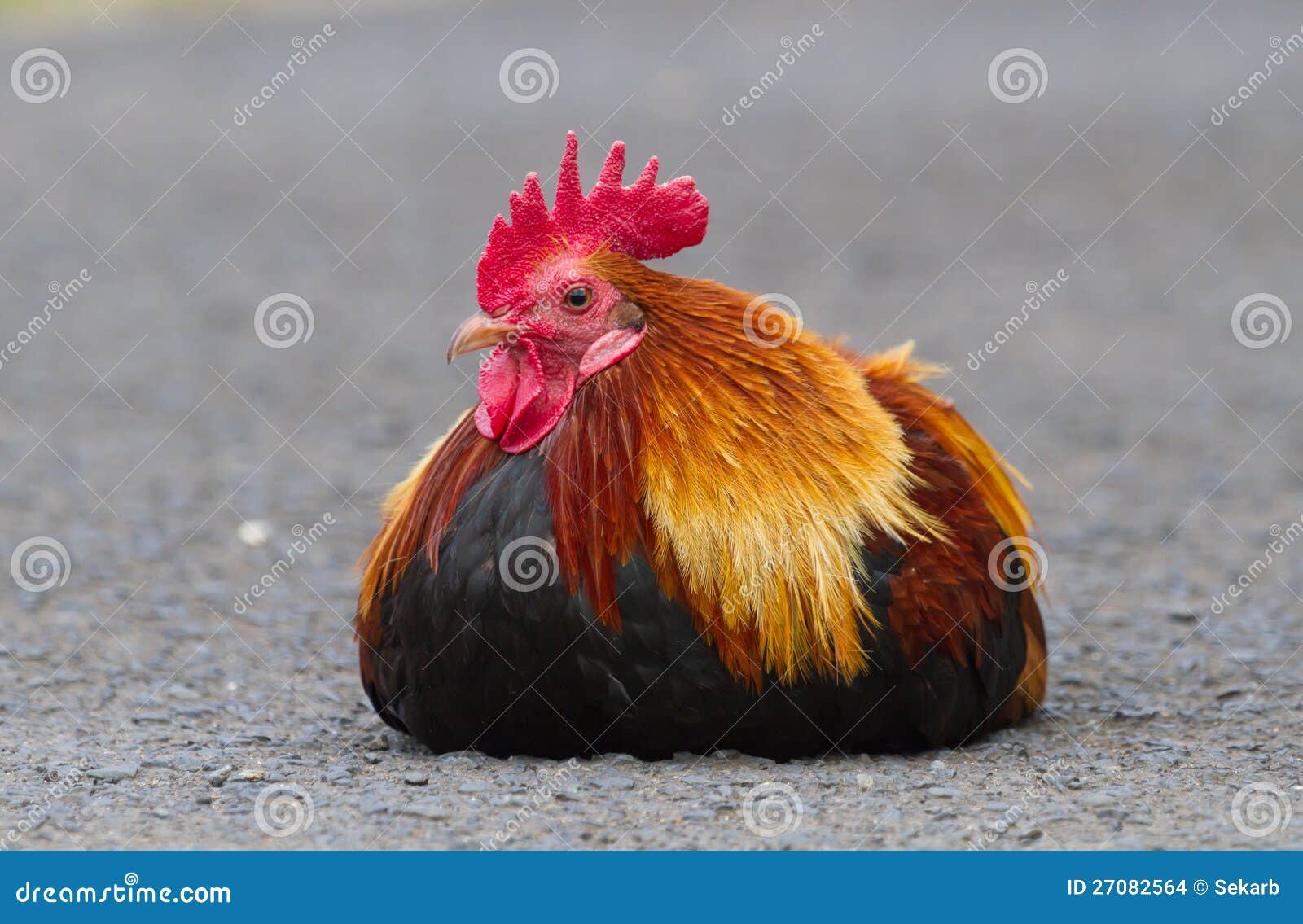 Rooster Sitting on the Ground Stock Photo - Image of male, bird: 27082564