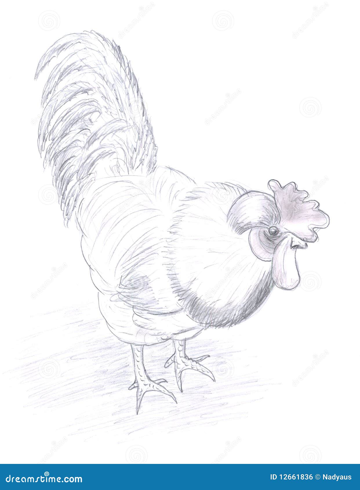 Rooster sketch stock illustration. Illustration of rooster - 12661836