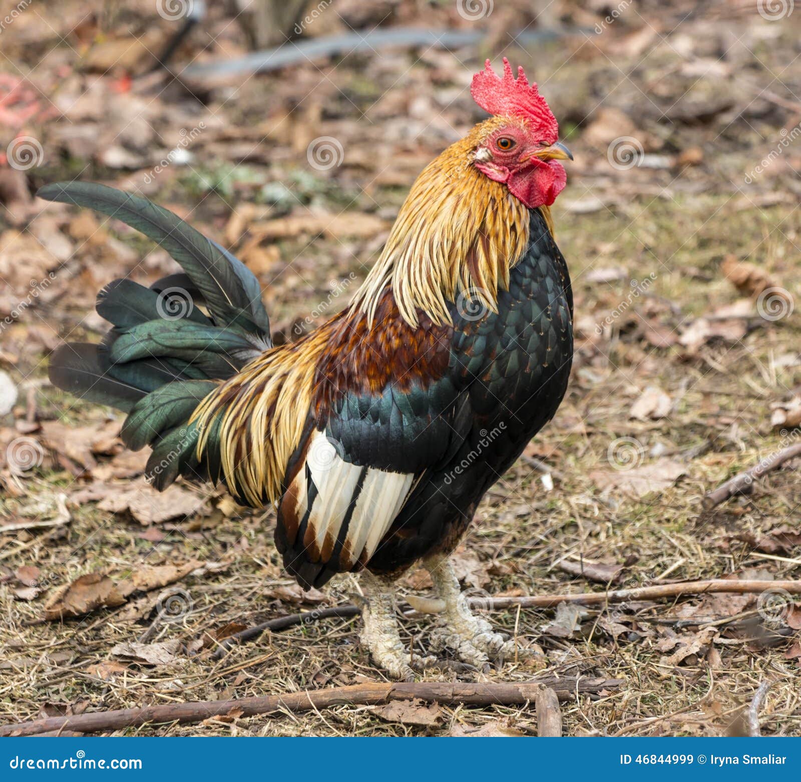 Rooster stock image. Image of green, chickens, tail, brown - 46844999