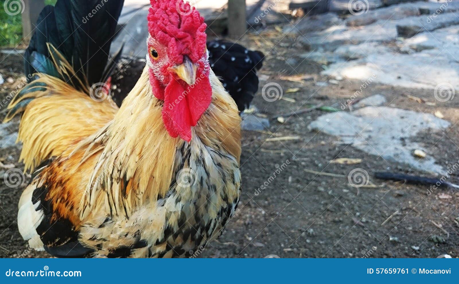 Rooster stock image. Image of nature, animal, sized, golden - 57659761