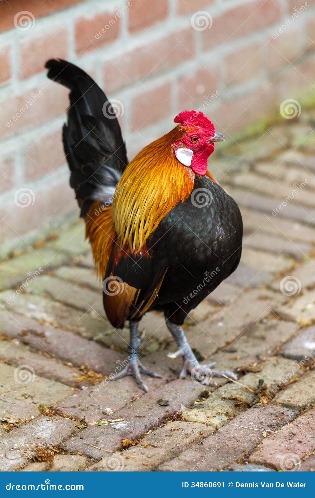 The Rooster stock image. Image of fowl, poultry, livestock - 34860691