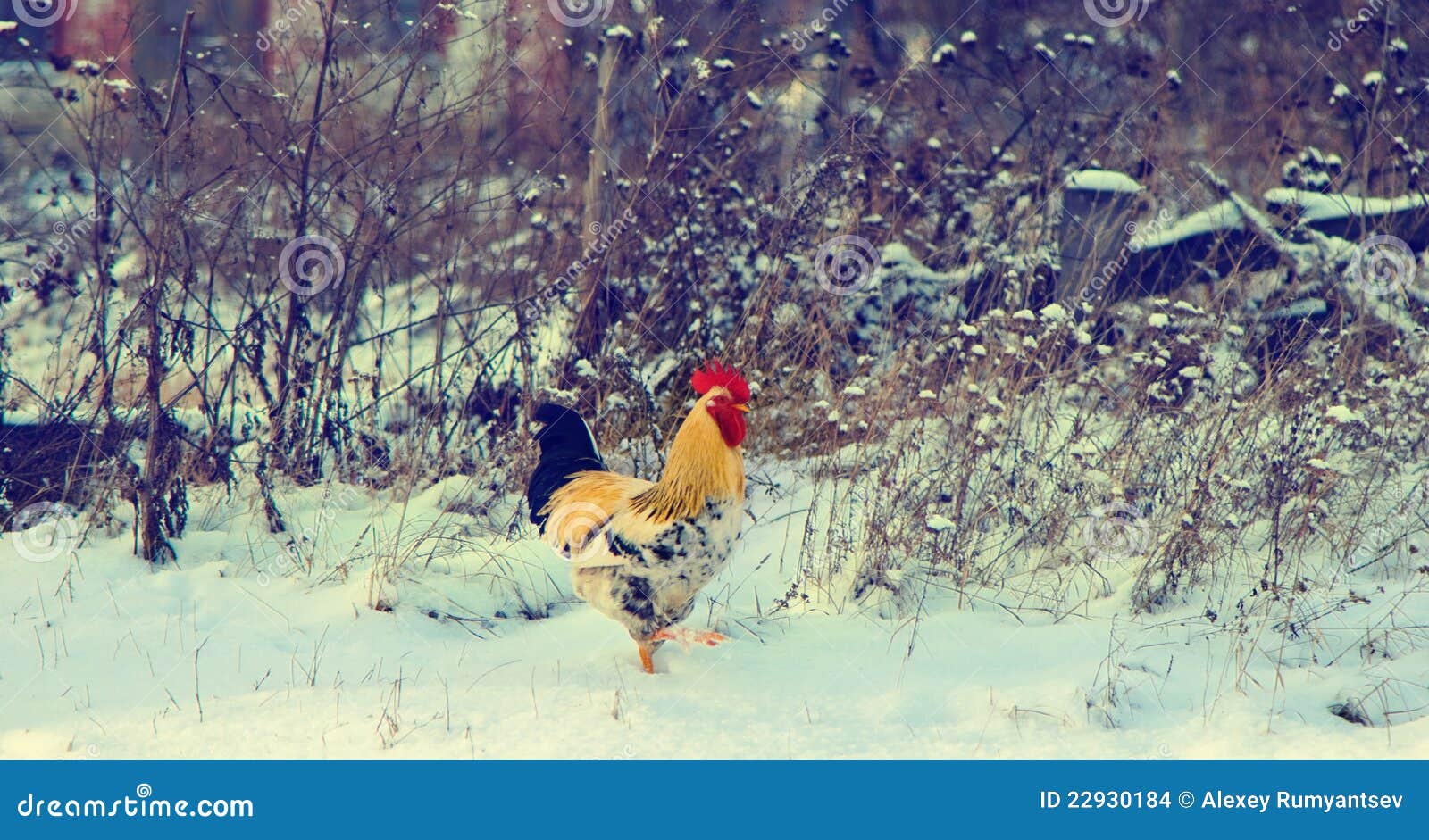 Rooster on a snow stock photo. Image of nature, animal - 22930184