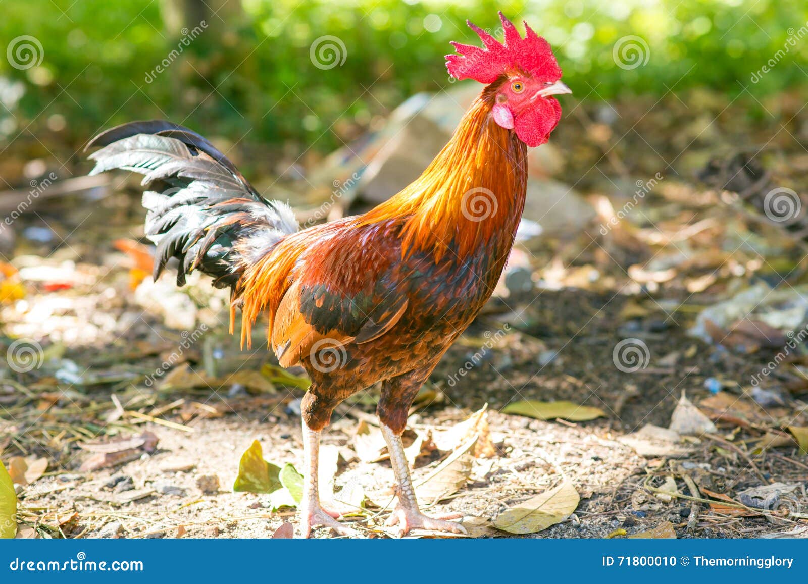 Rooster on Soil with Green Grass Field Stock Photo - Image of foul ...