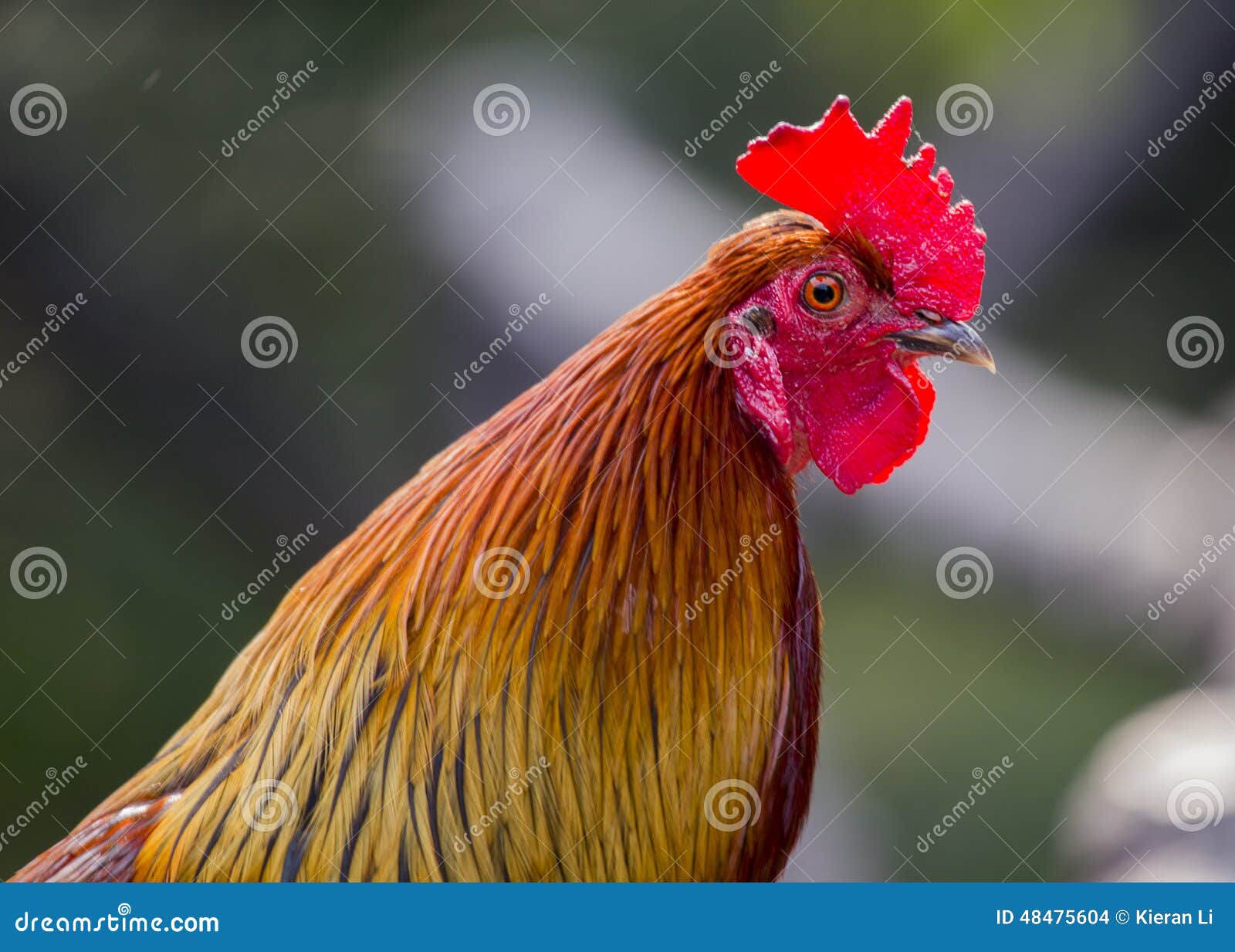 Rooster stock photo. Image of horizontal, macho, majestic - 48475604