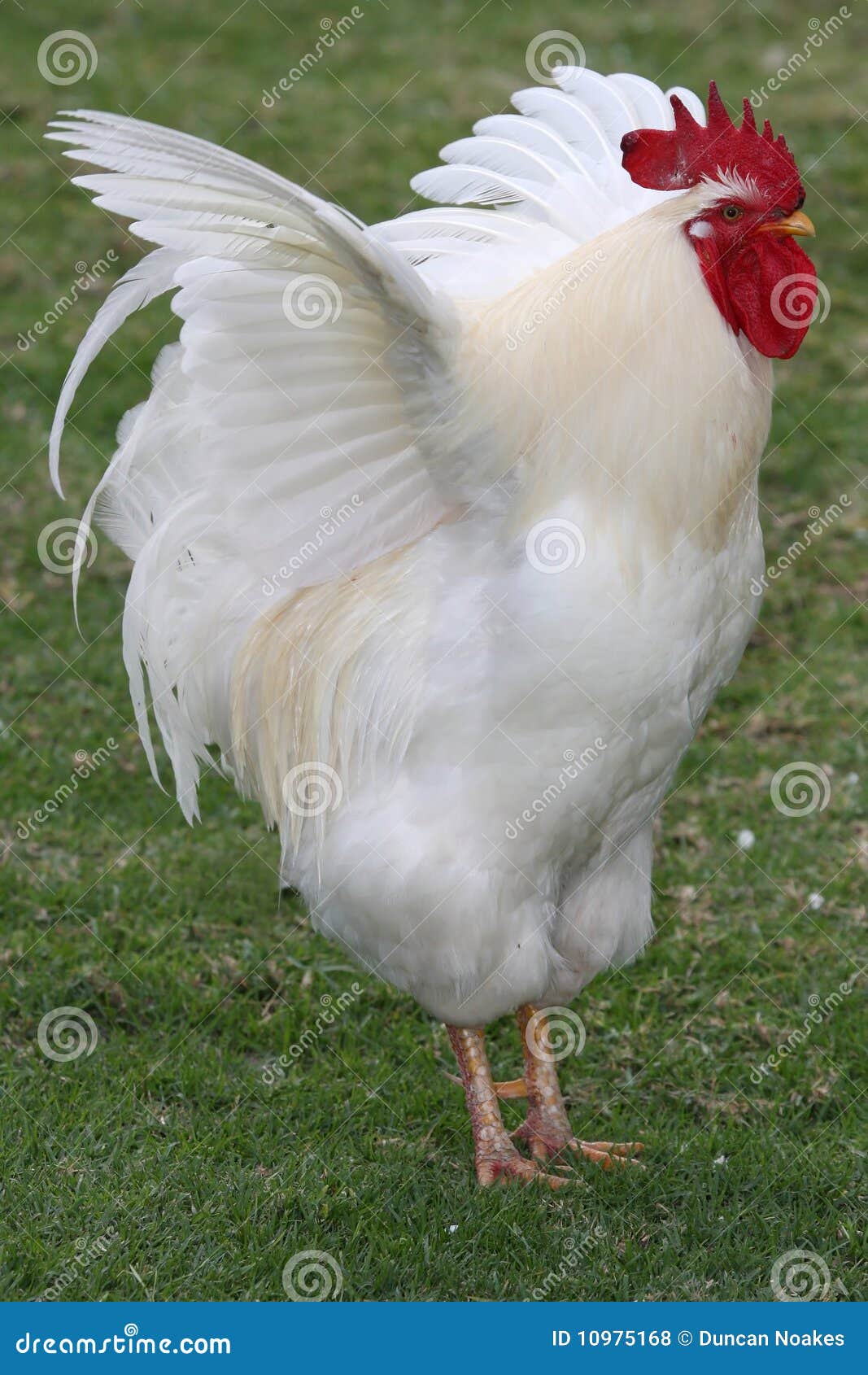 Rooster Spreading it S Wings Stock Photo - Image of rural, chicken ...
