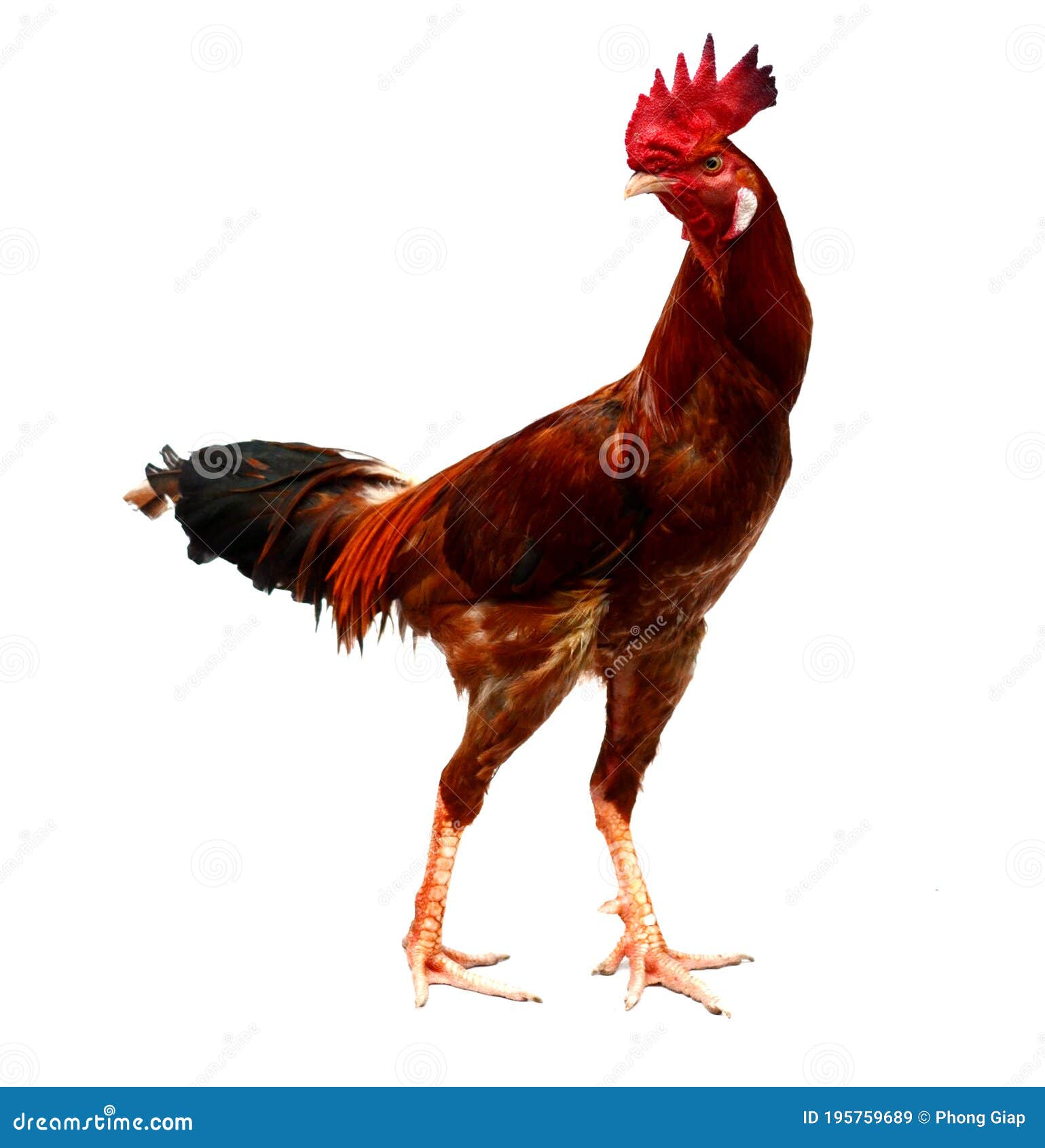 Rooster with spurs. stock image. Image of color, feathers - 195759689