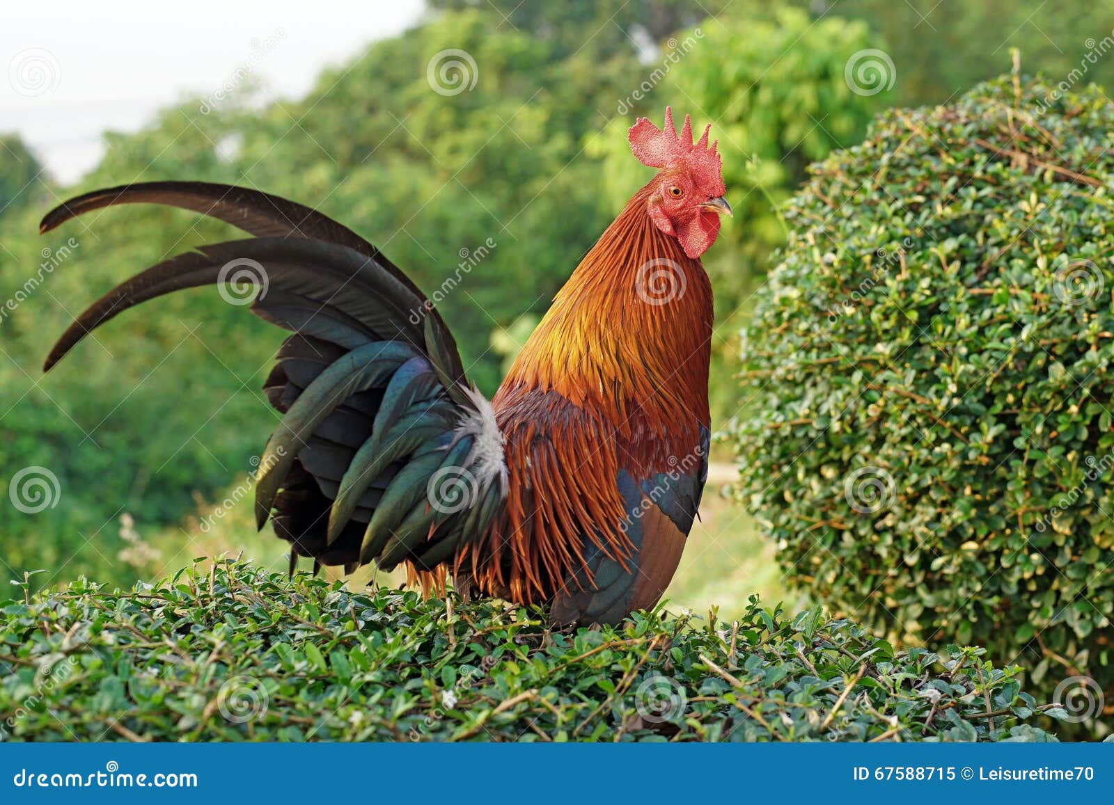 Rooster Stand on the Bush Plant Stock Image - Image of farm, fight ...