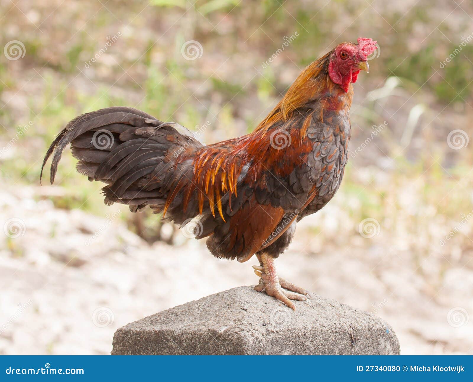 Rooster Standing on a Concrete Pole Stock Photo - Image of bird ...