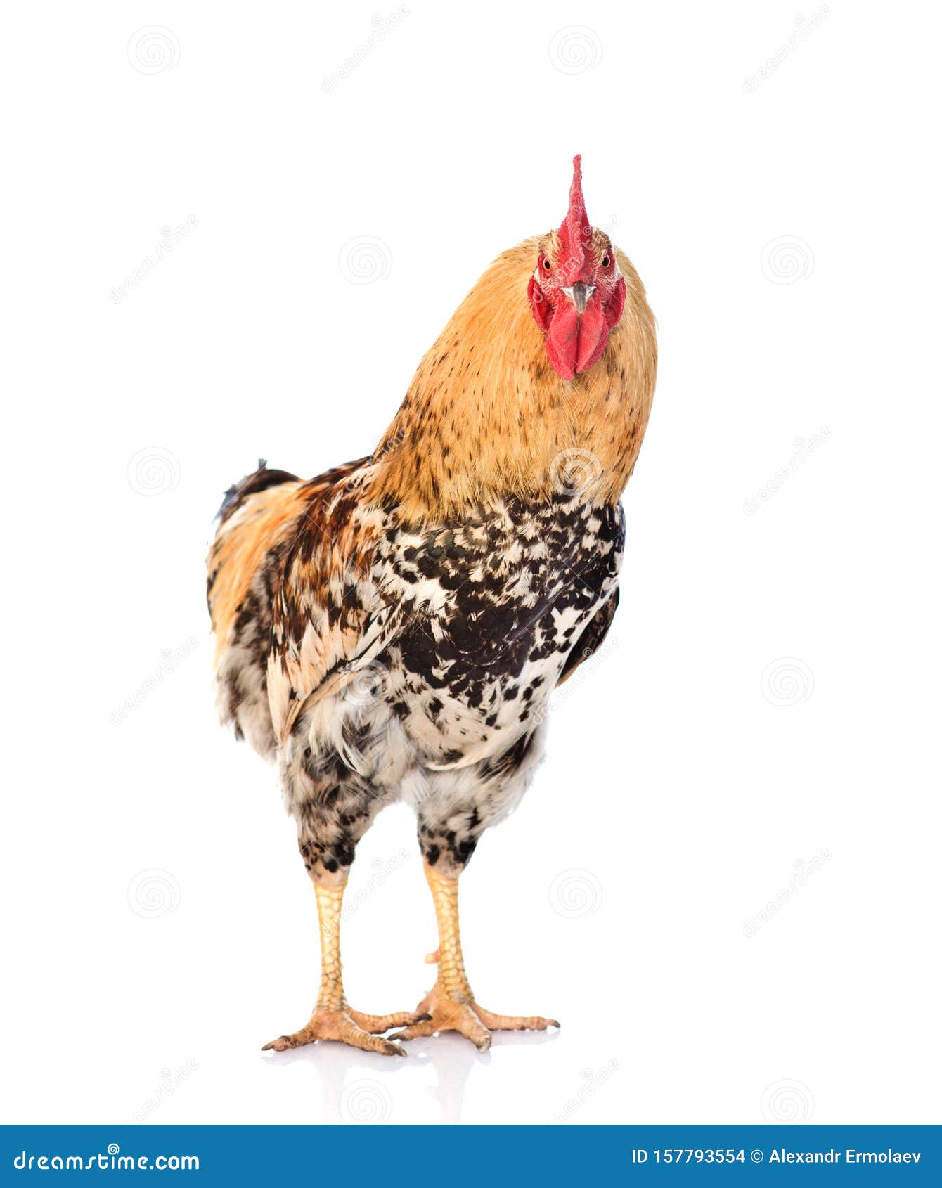 Rooster Standing in Front View. Isolated on White Background Stock ...