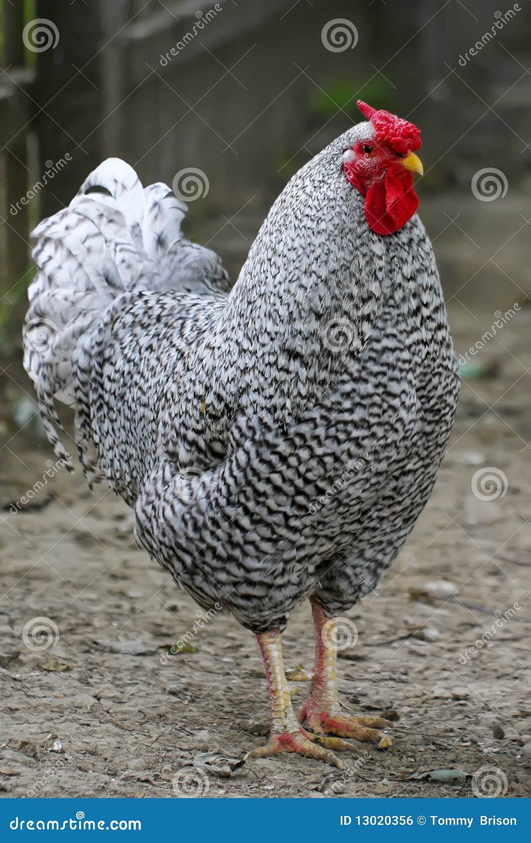 Rooster Standing Guard stock photo. Image of roam, chicken - 13020356