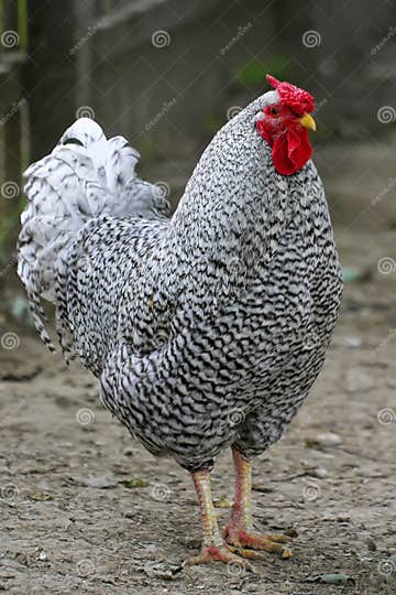 Rooster Standing Guard stock photo. Image of roam, chicken - 13020356