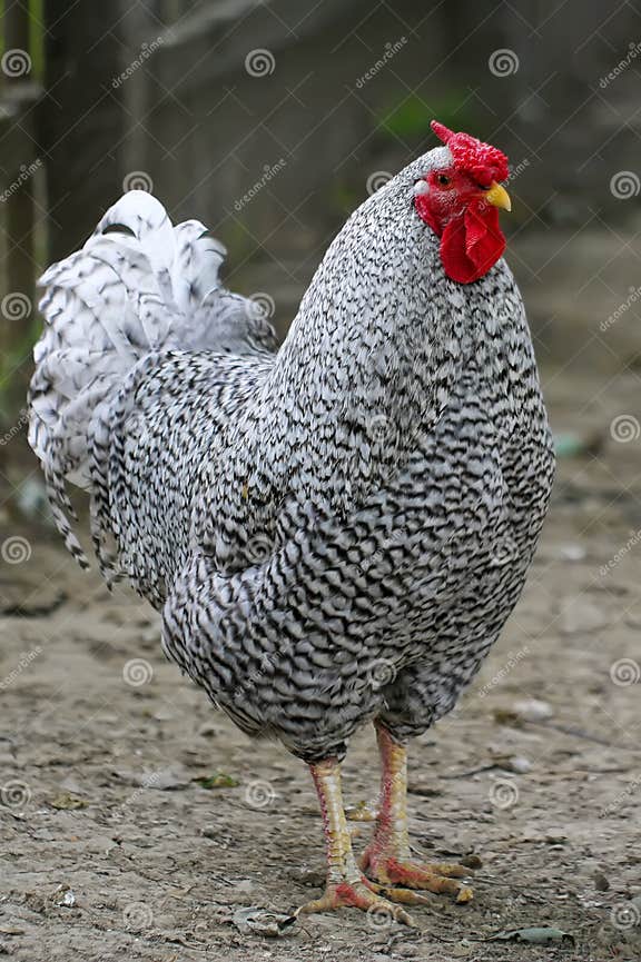 Rooster Standing Guard stock photo. Image of roam, chicken - 13020356