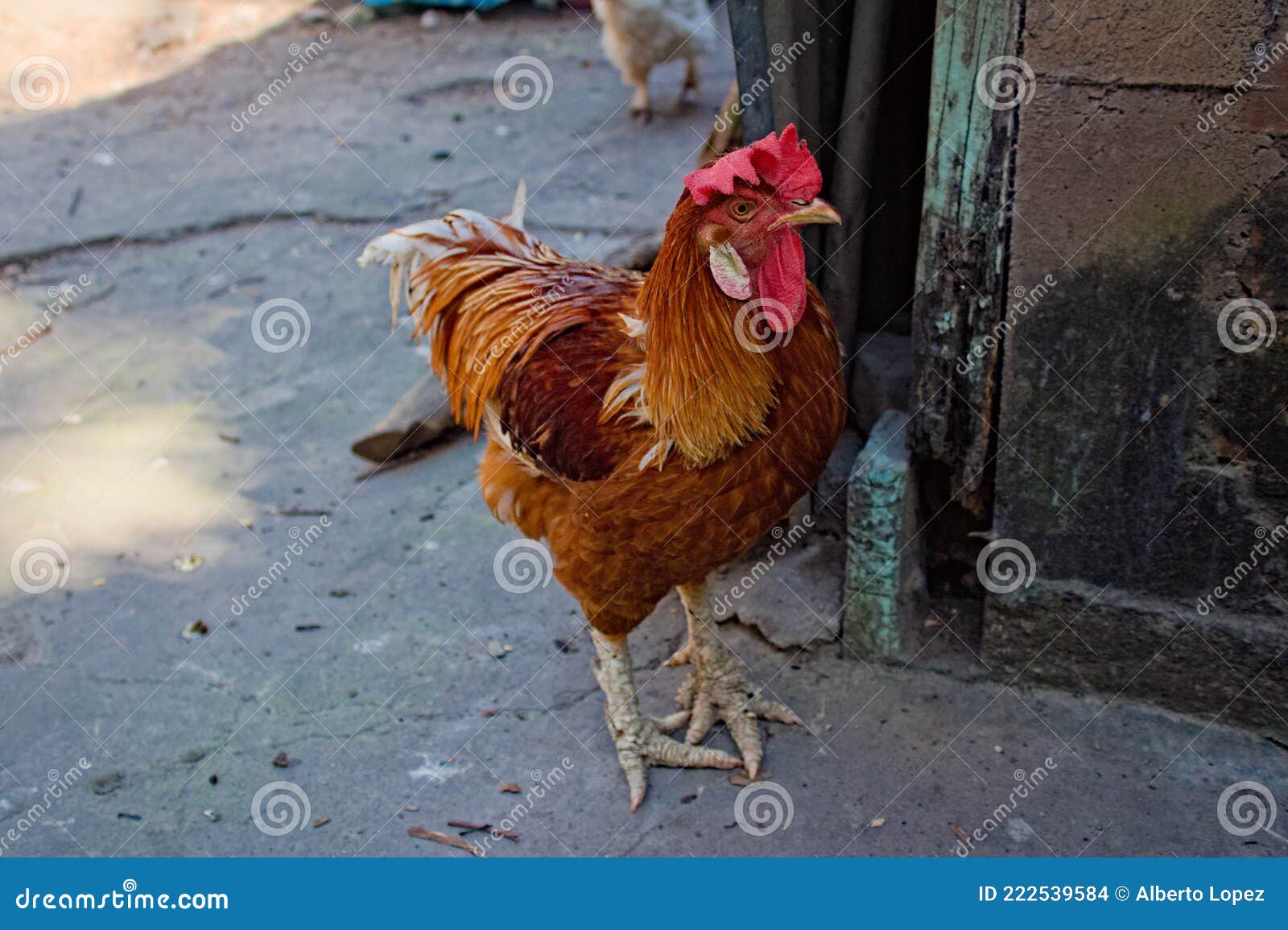 Rooster Standing Guard Stock Photos - Free & Royalty-Free Stock Photos ...