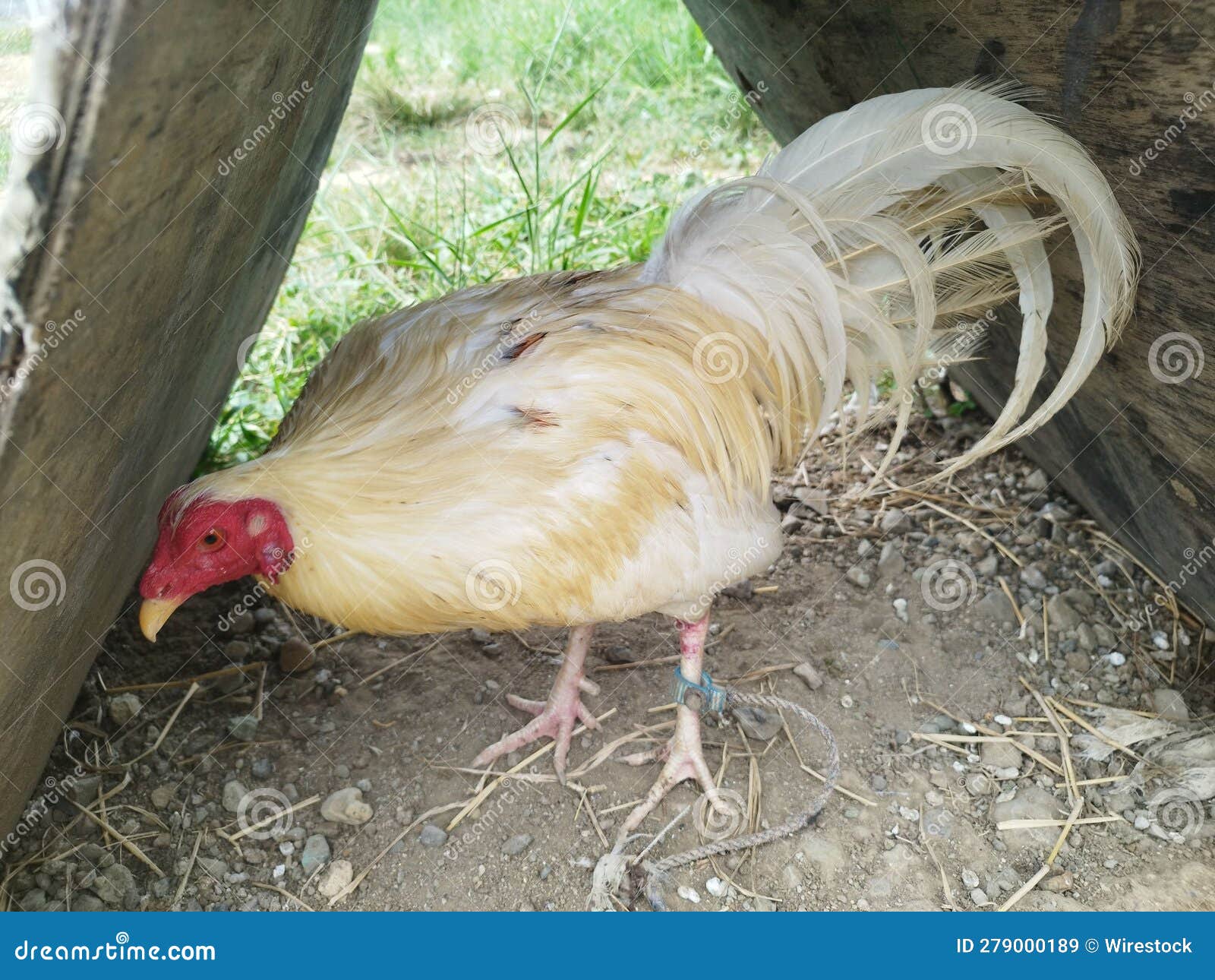 Rooster Standing Looking Around Its Environment with an Inquisitive ...