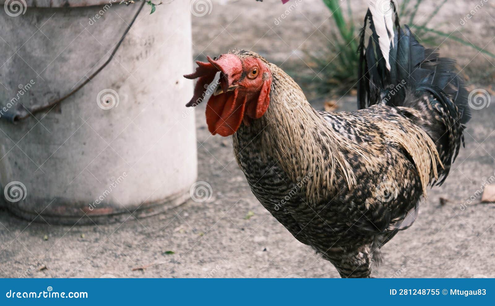 A Rooster Standing Next To a Trash Can, Rooster, the King of Rooster ...