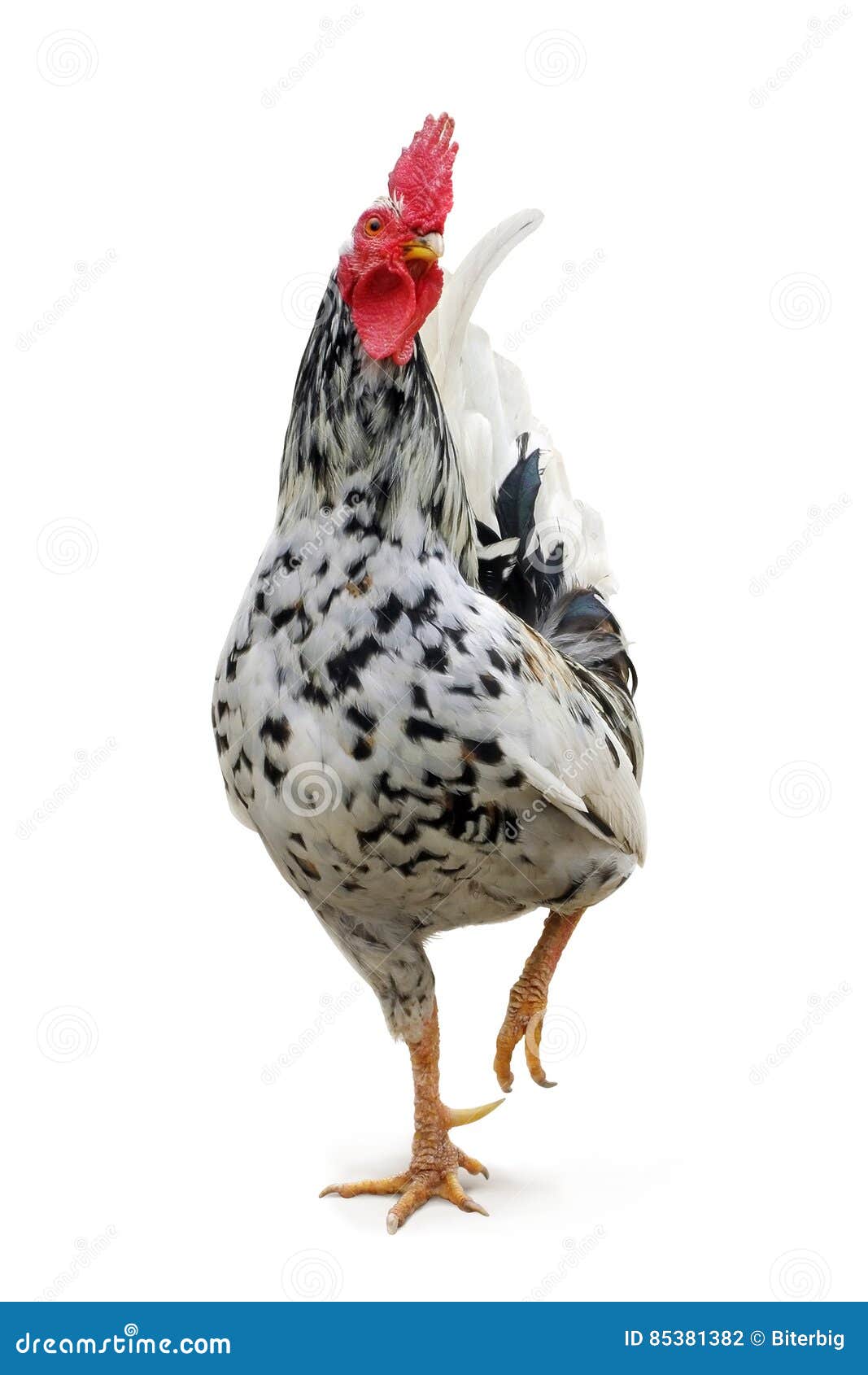 Rooster Standing on One Leg Stock Photo - Image of studio, feather ...