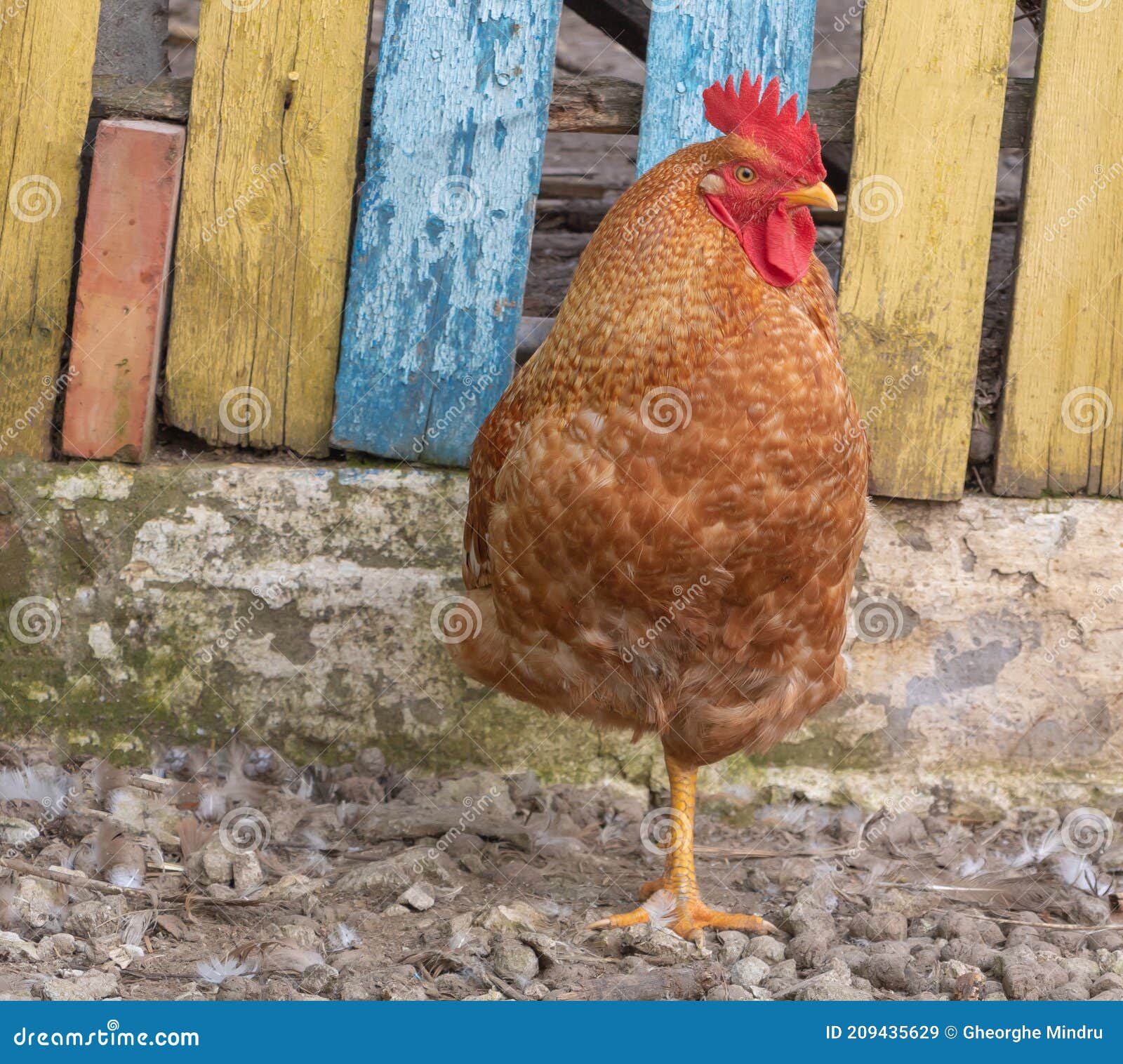 A Rooster is Standing on One Leg - Protects Against Frost Stock Image ...