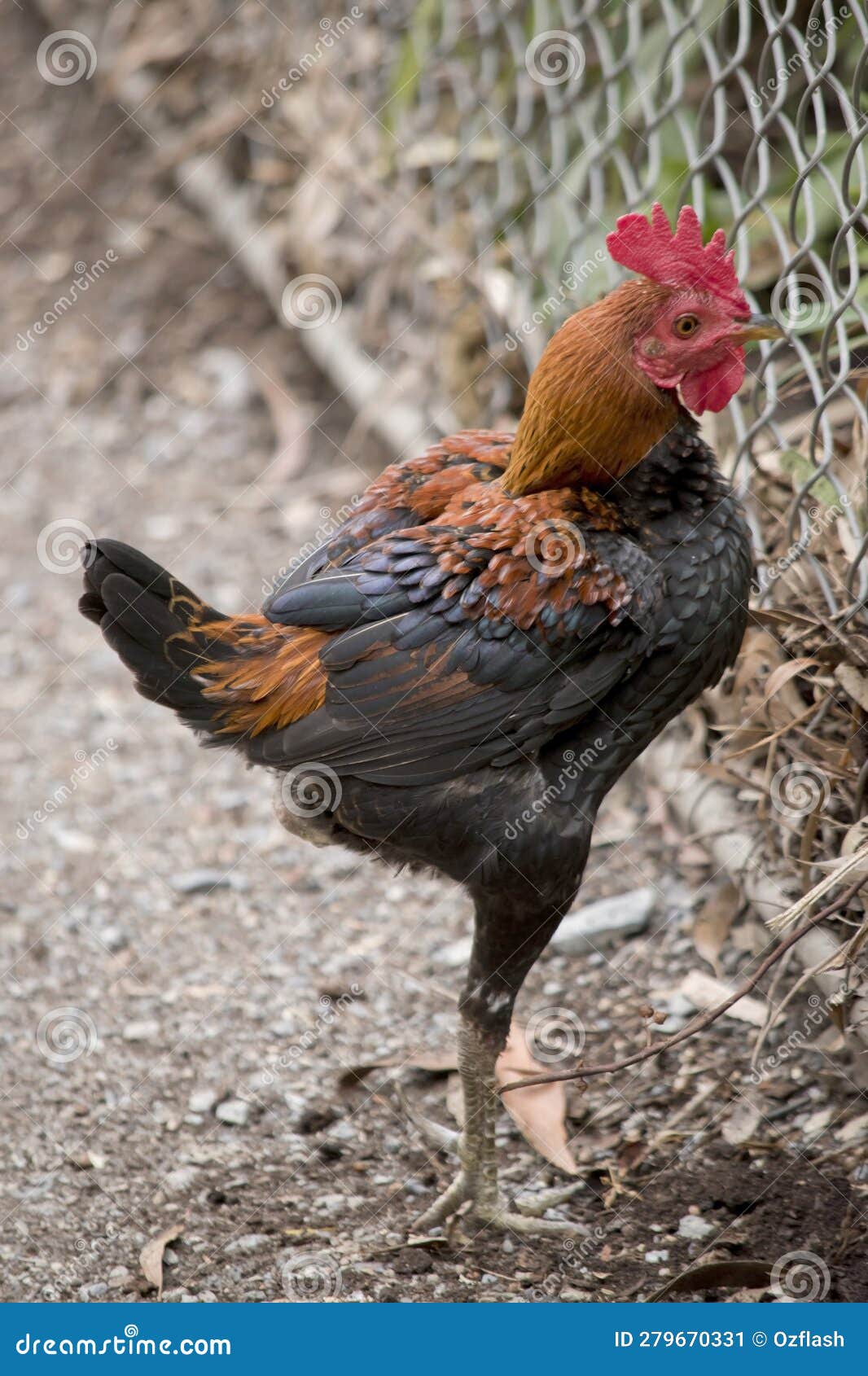 This is a Side View of a Rooster Stock Image - Image of nature, side ...