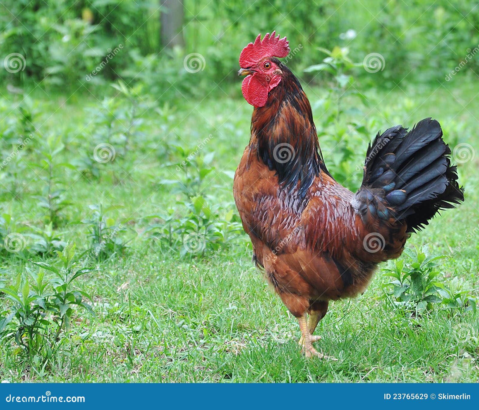 Rooster standing proudly stock image. Image of pasture - 23765629