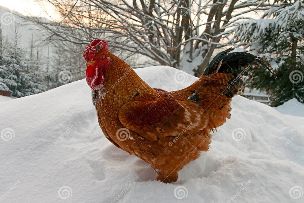 A Rooster Standing in the Snow Stock Image - Image of proud, rural ...