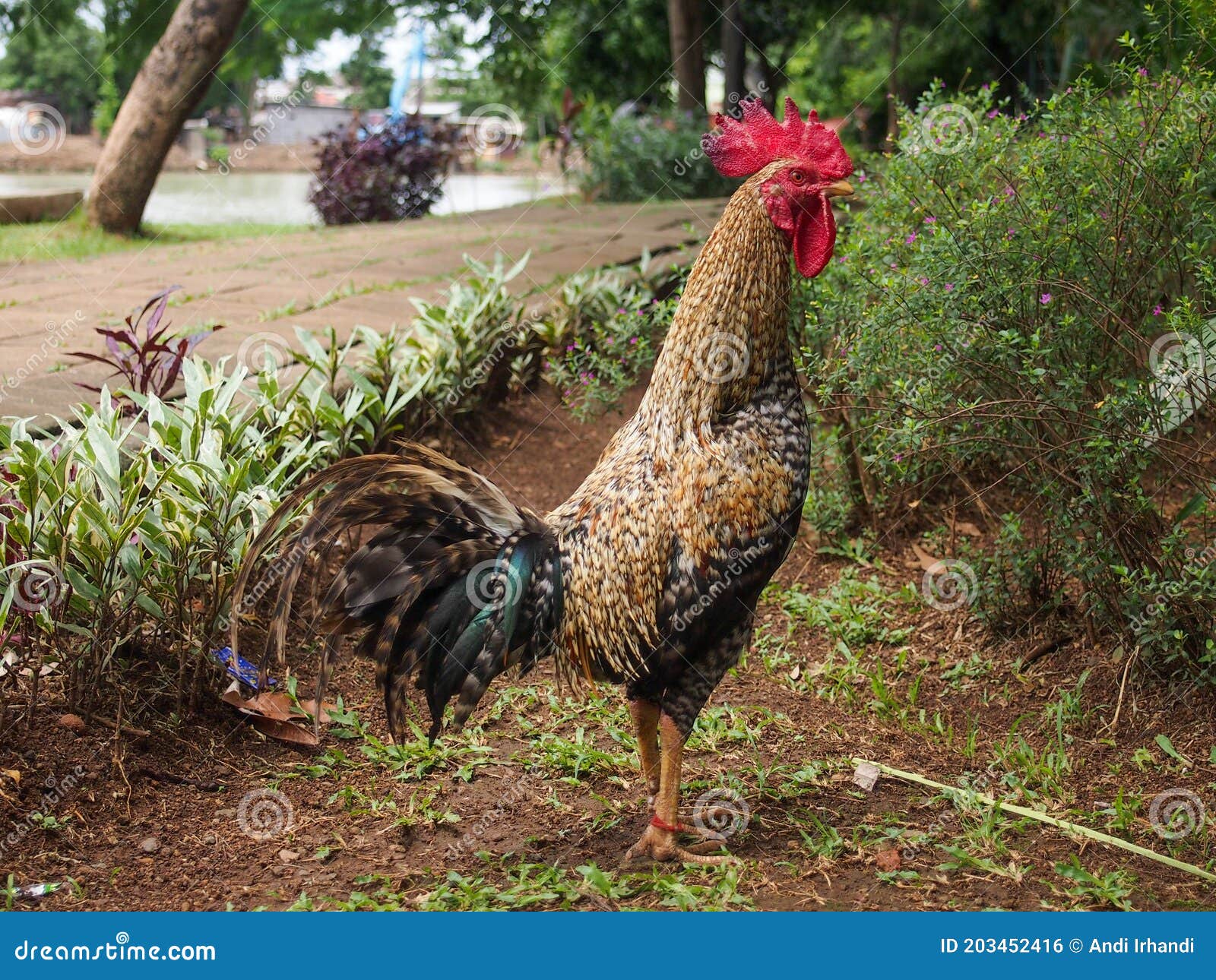 Rooster Standing Straightly on the Park Stock Photo - Image of rooster ...