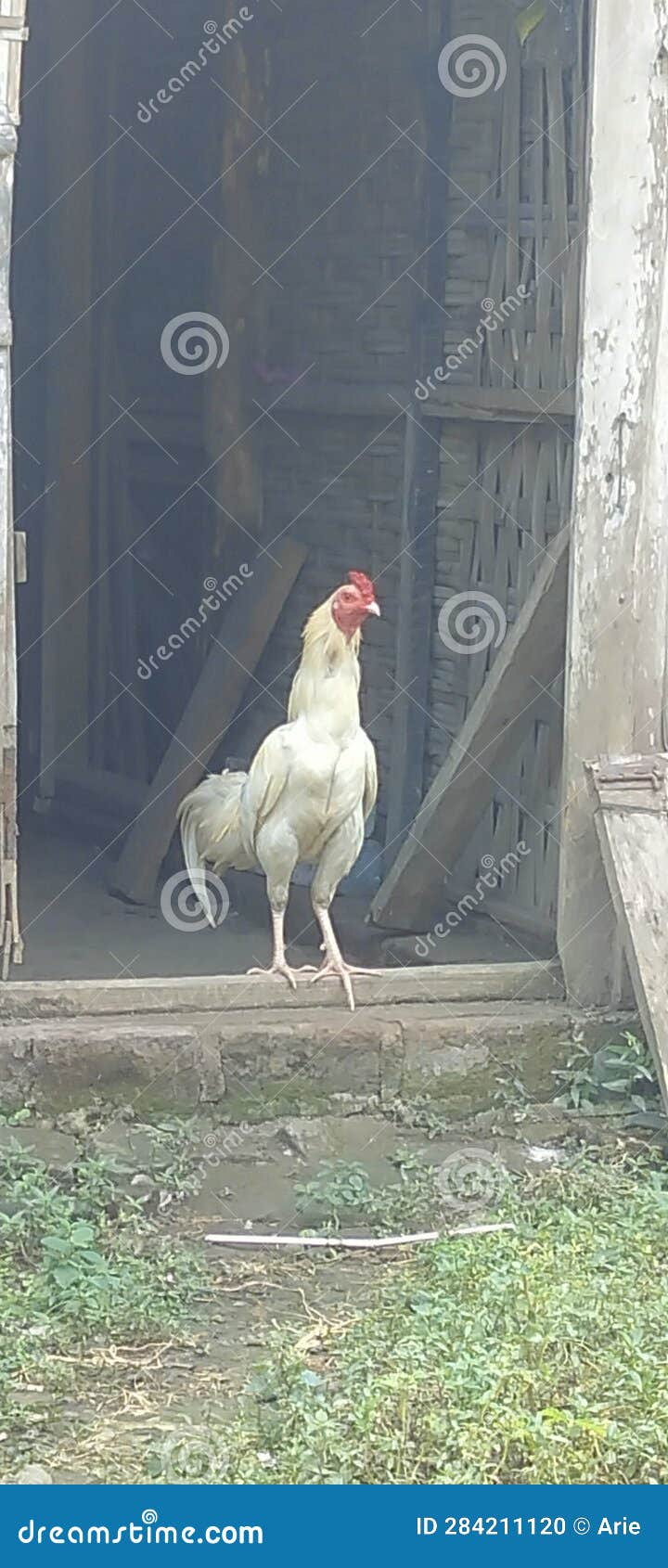 Rooster standing upright stock photo. Image of brave - 284211120