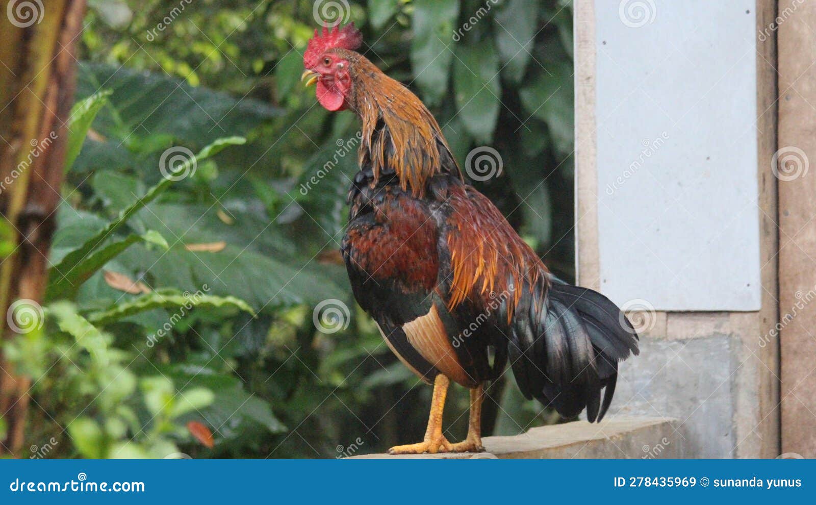 The Rooster Stands Against the Wall and Crows Stock Image - Image of ...