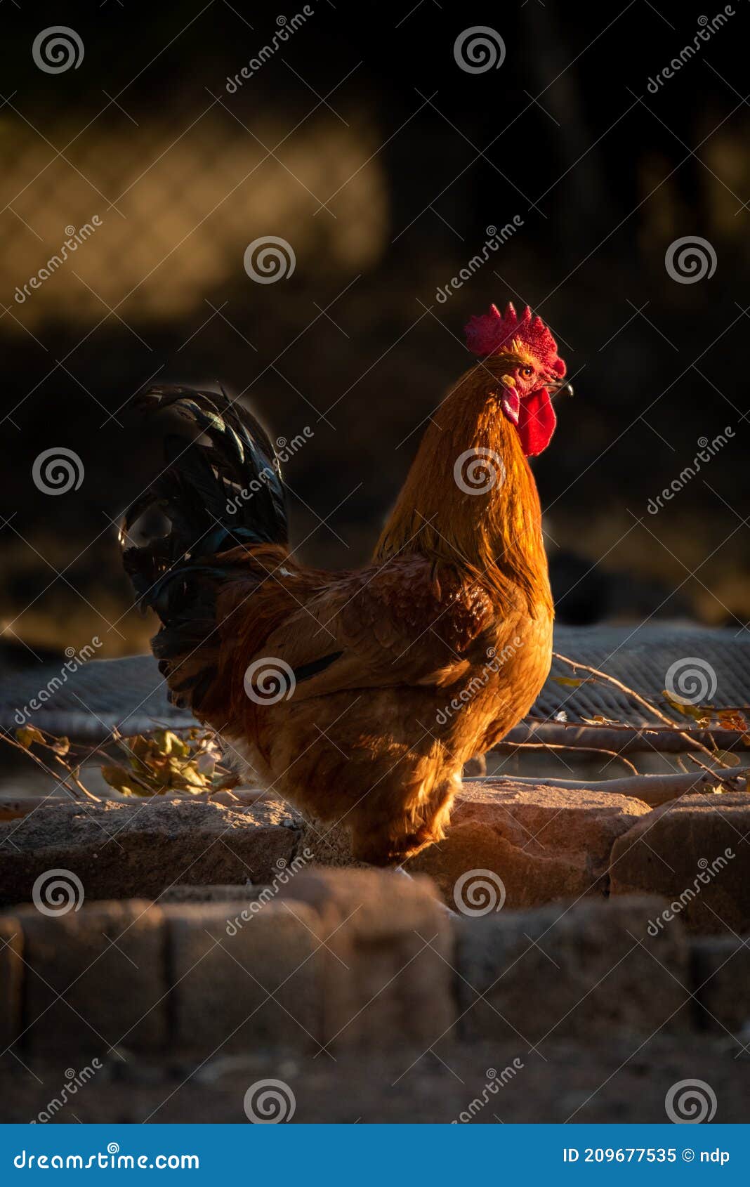 Rooster Stands among Bricks in Golden Light Stock Image - Image of farm ...