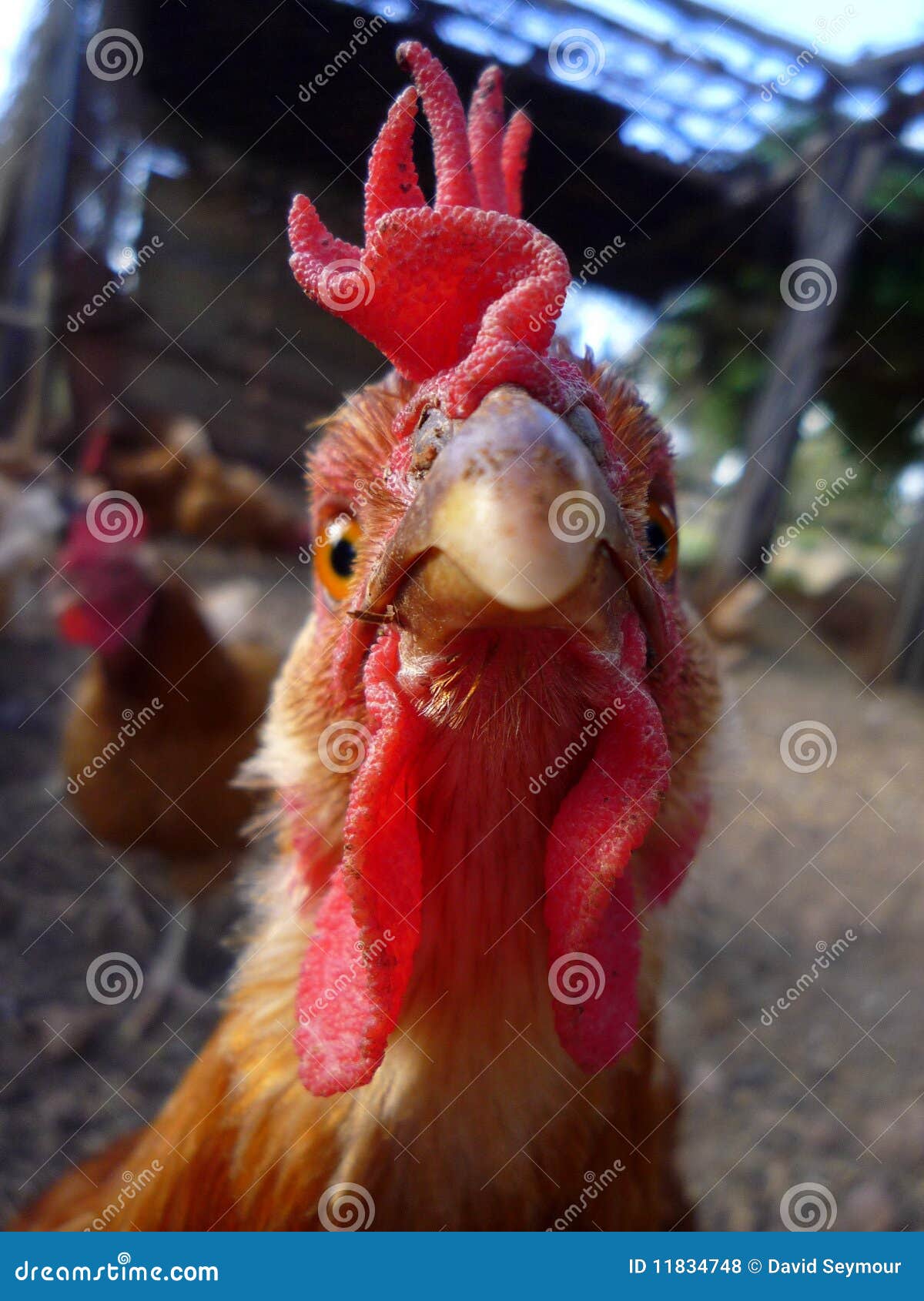 Rooster Stare stock photo. Image of close, stare, attitude - 11834748