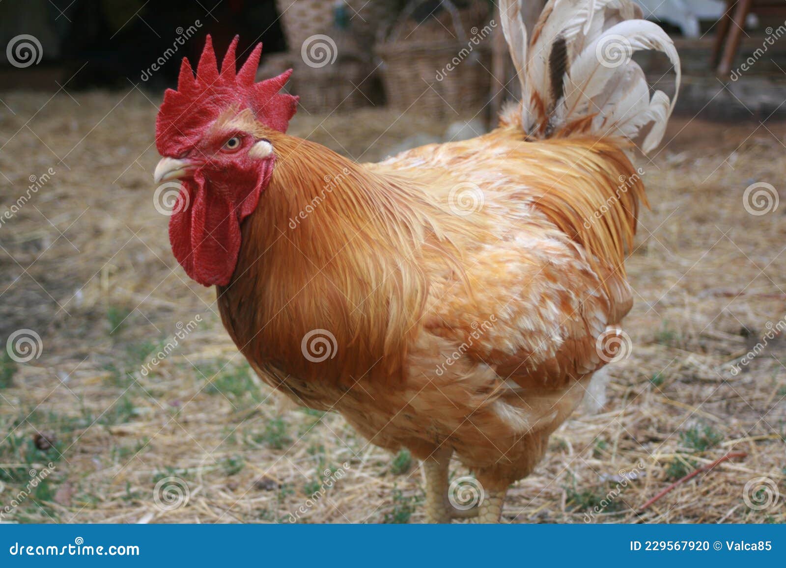 Rooster Staring at the Camera Stock Photo - Image of bird, farm: 229567920
