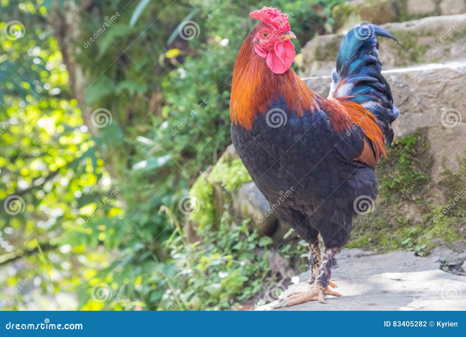 Rooster on Stone Stairs in Vietnam Stock Photo - Image of outdoor, asia ...