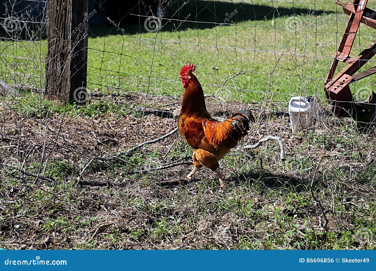 Rooster Strut stock photo. Image of feathers, field, poultry - 86696856