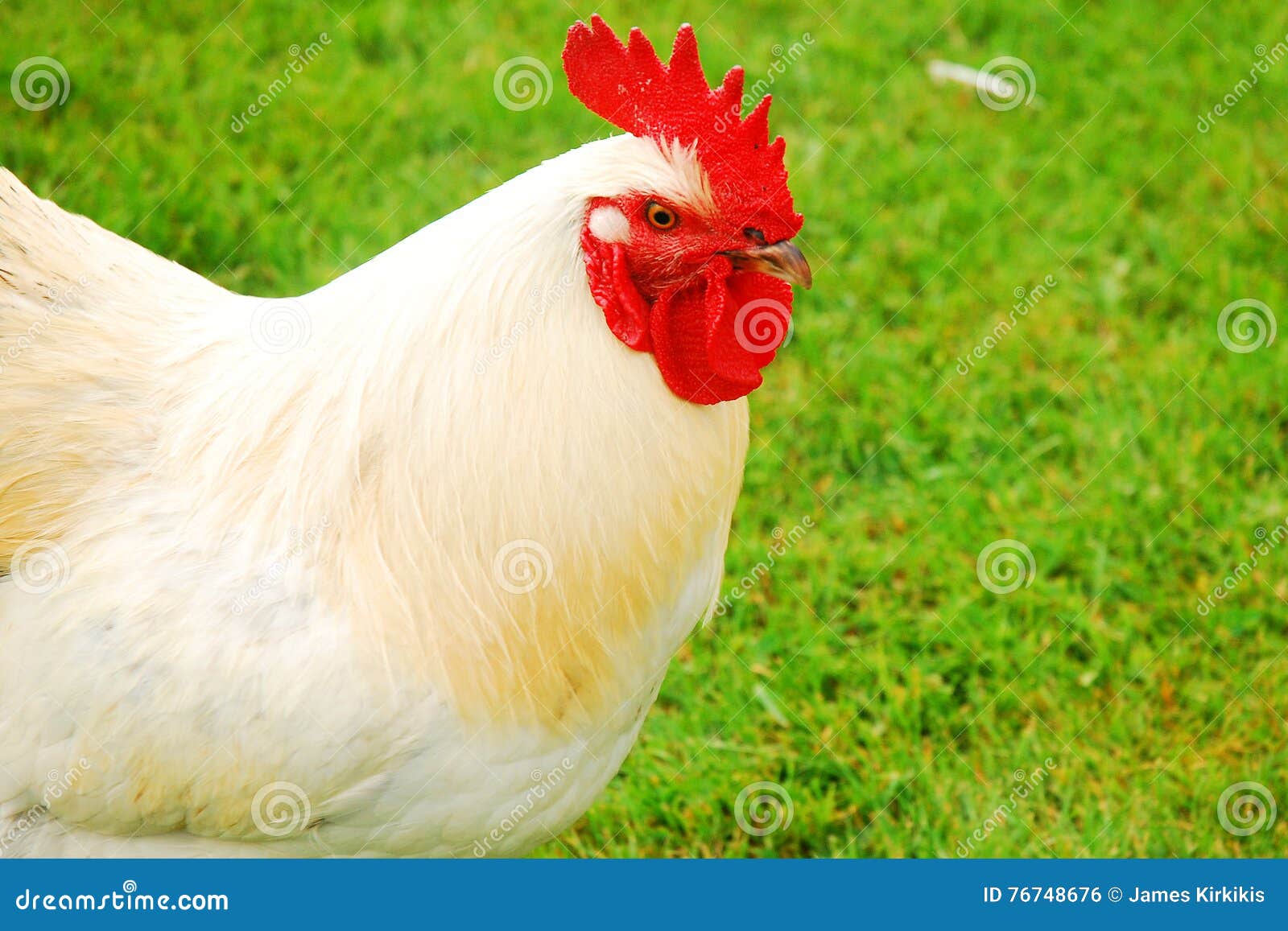 Rooster Strut stock photo. Image of agricultural, adams - 76748676