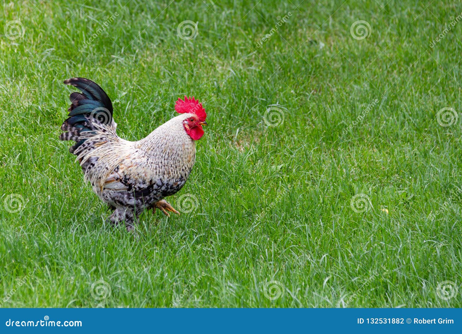 Rooster Strutting in the Yard Stock Photo - Image of feathers, comb ...