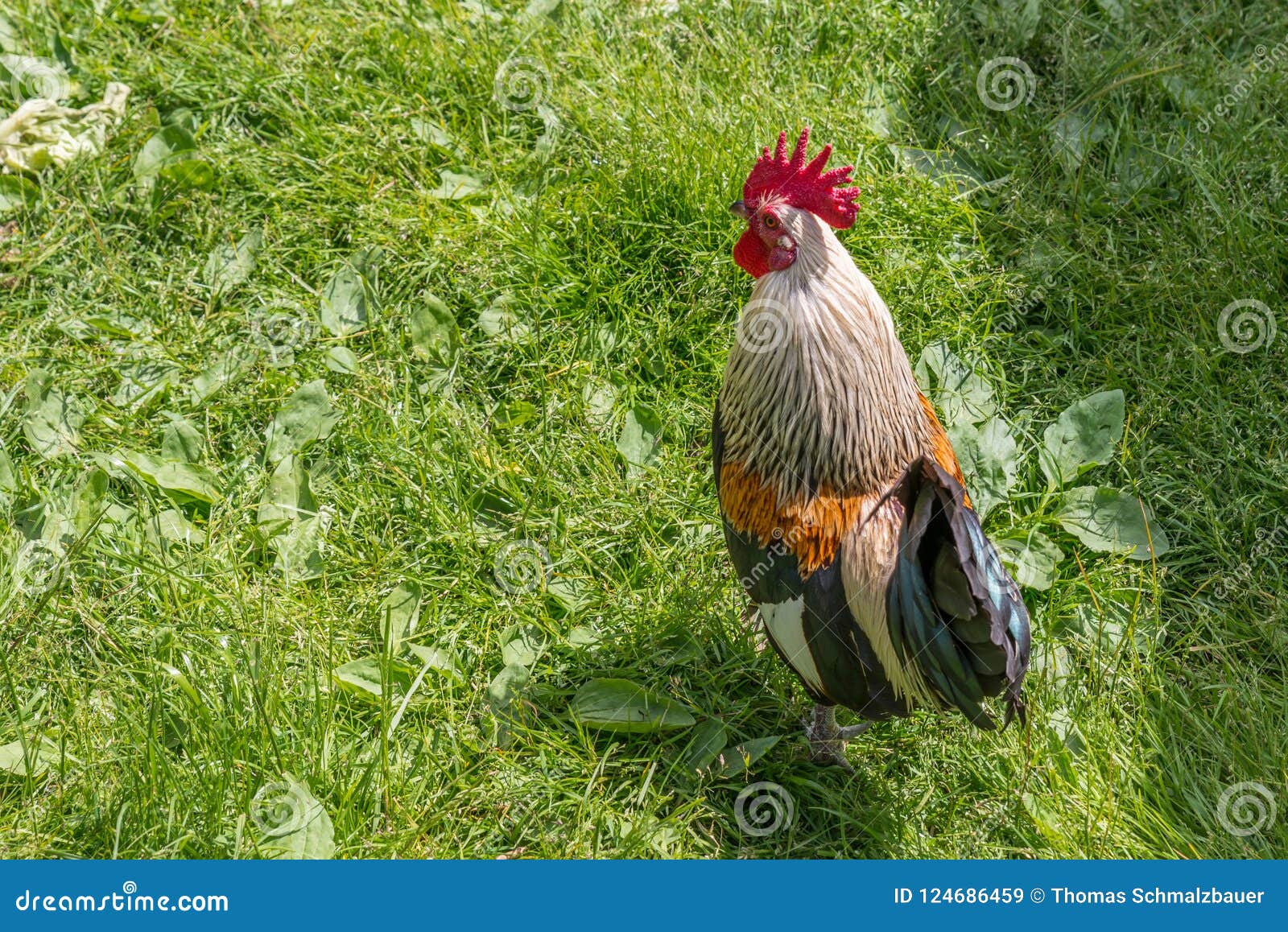 Rooster Strutting on a Green Meadow Stock Image - Image of fluff, crow ...