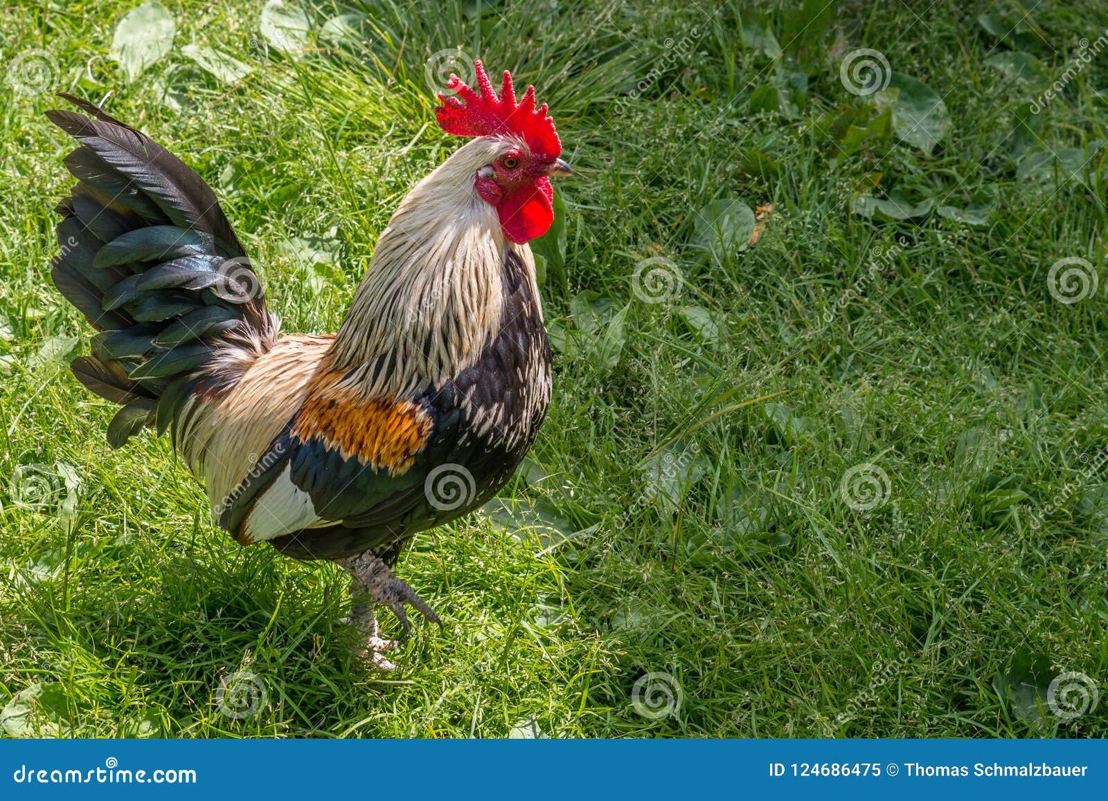 Rooster Strutting on a Green Meadow Stock Image - Image of chickens ...