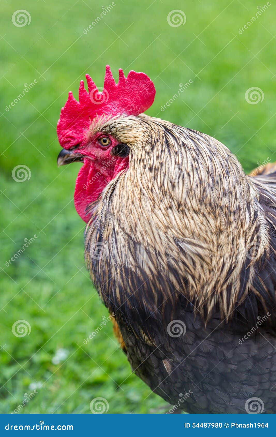 Rooster stock photo. Image of dominant, magnificent, domestic - 54487980