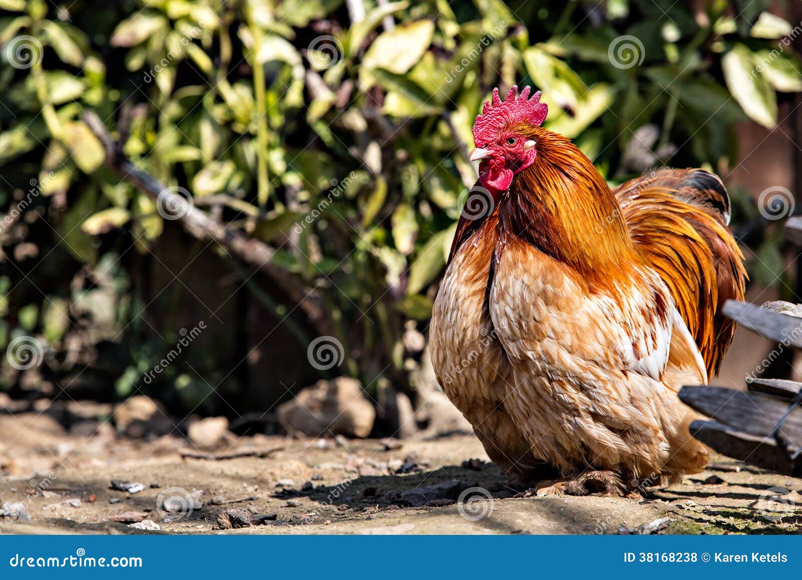 Rooster in the sun stock photo. Image of chicken, nature - 38168238