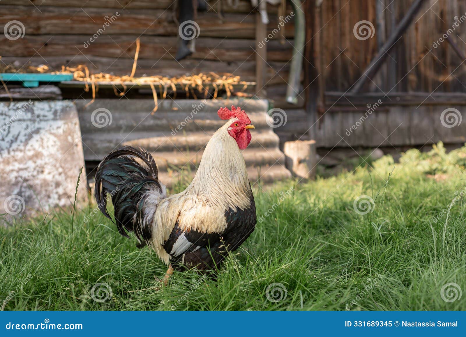 Rooster in the Sun Light on Eco Farm Stock Image - Image of hens ...