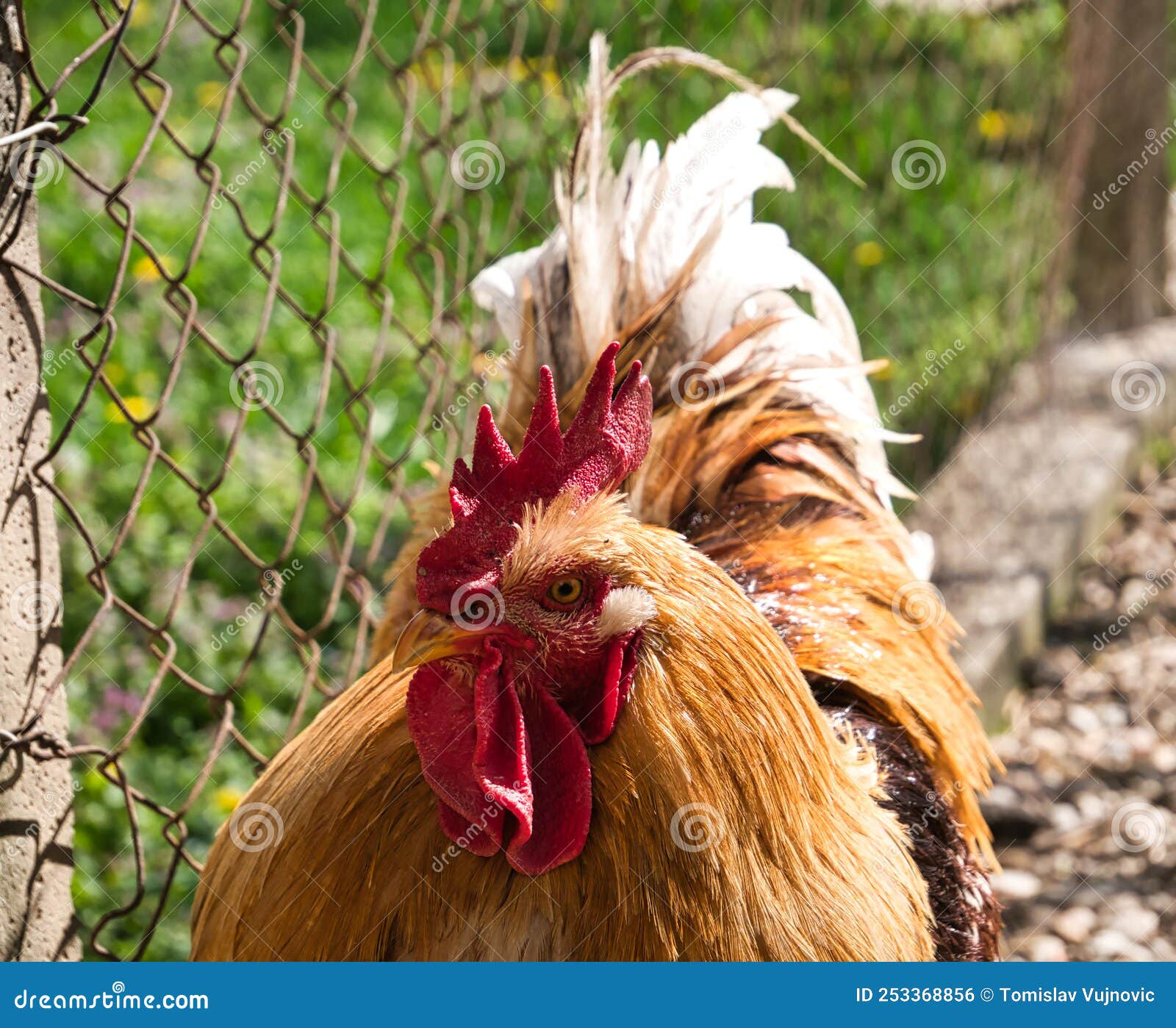 Rooster Sunbathing in the Sun Stock Photo - Image of waterbird, poultry ...