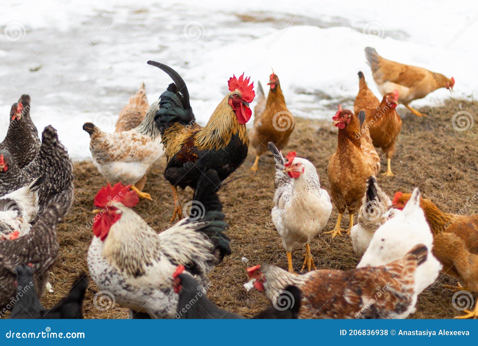 A Rooster Surrounded by Chickens on a Farm Stock Photo - Image of ...